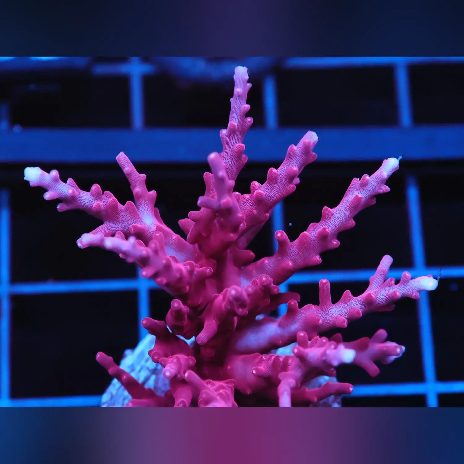 Red Dragon Acropora for Sale | Deep Burgundy Collector's Coral ...