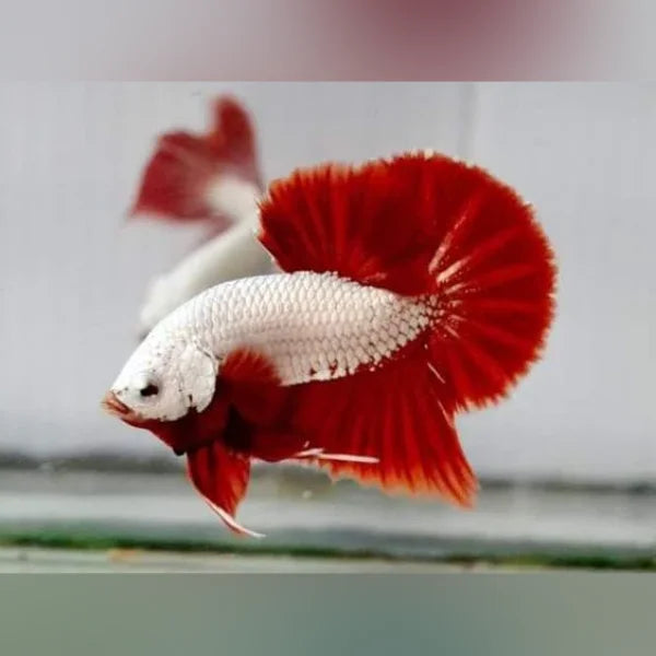 Red Dragon Fighter Betta – AquariumFish.com