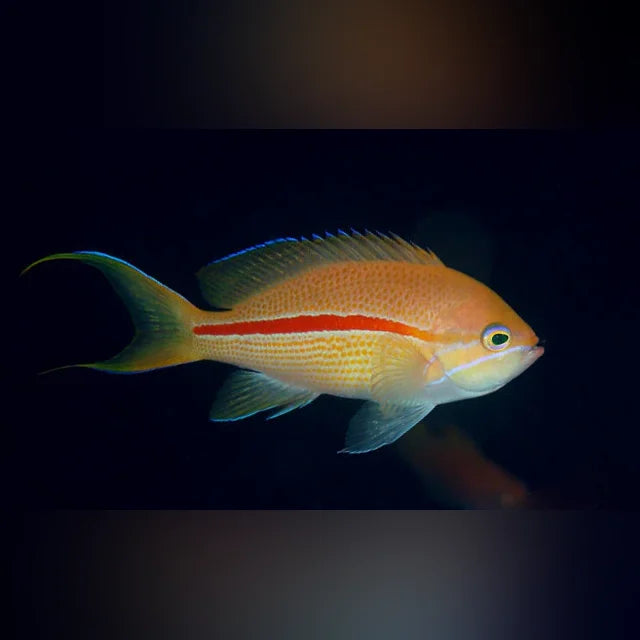 Red Stripe Anthias for Sale | Deepwater Reef Fish – AquariumFish.com