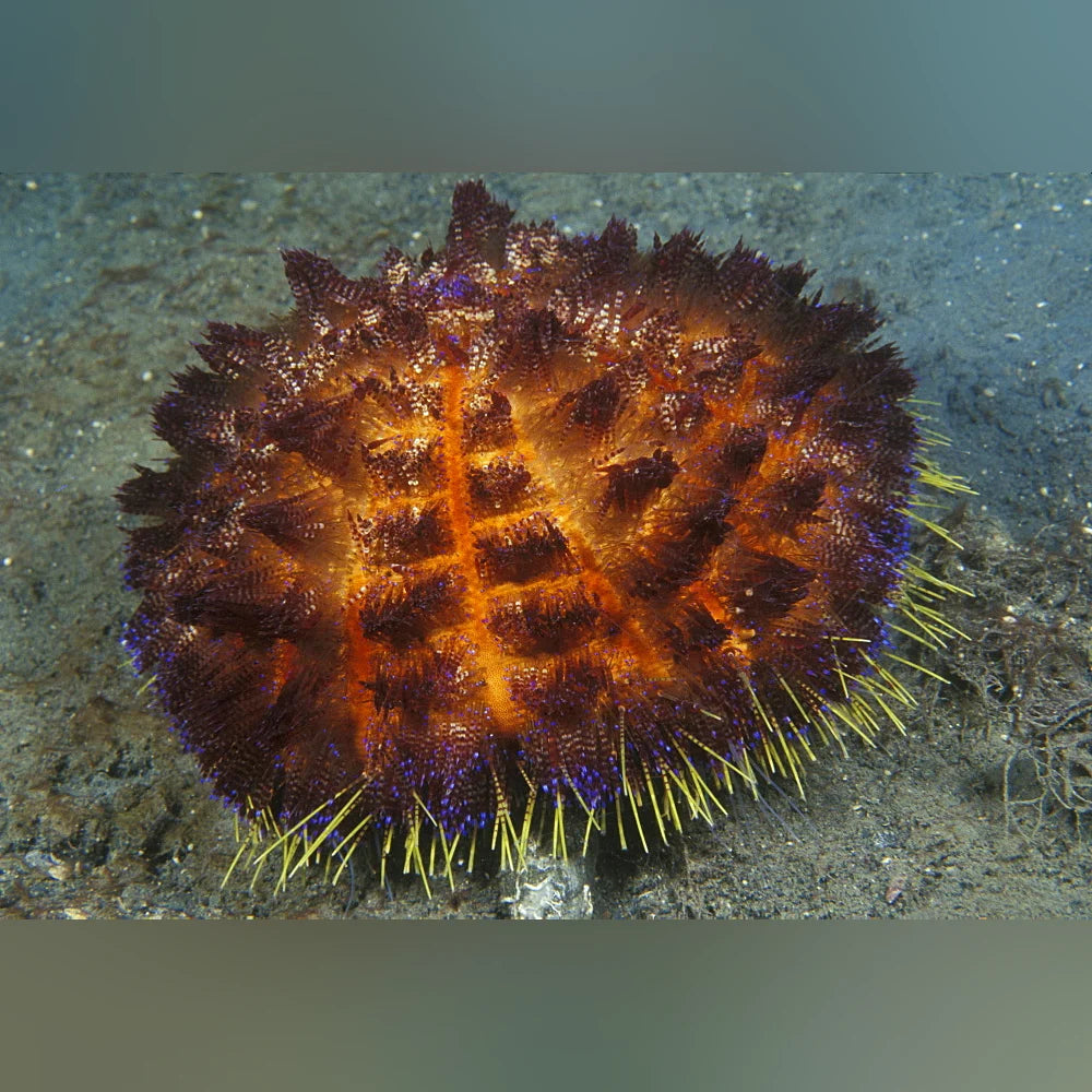 Giant Red Urchin for Sale | Giant Algae Eater & Reef Tank Bulldozer ...