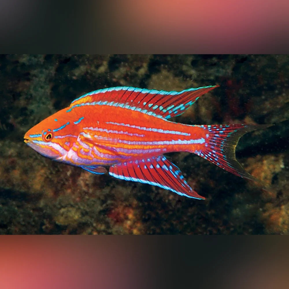 Royal Flasher Wrasse – AquariumFish.com