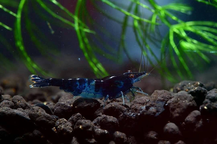 Freshwater Shrimp – Page 2 – AquariumFish.com