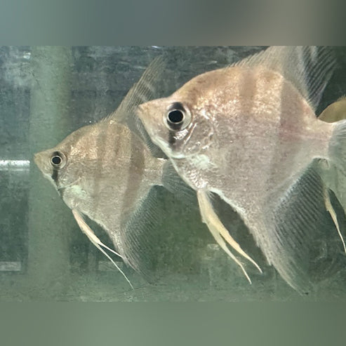 Santa Isabel Altum Angelfish – AquariumFish.com
