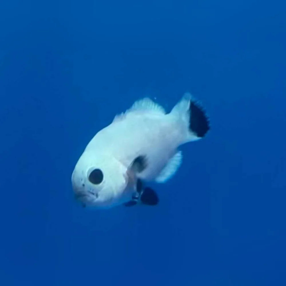Snow Storm Clownfish for Sale | Live Designer Clownfish – AquariumFish.com