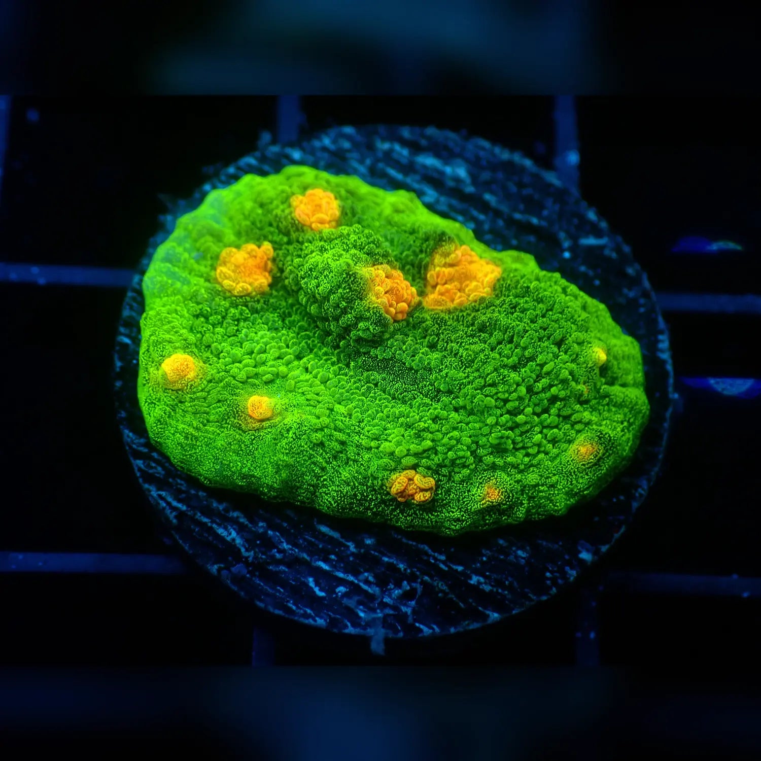 Space Invaders Chalice for Sale | Neon Green Base with Orange Eyes ...