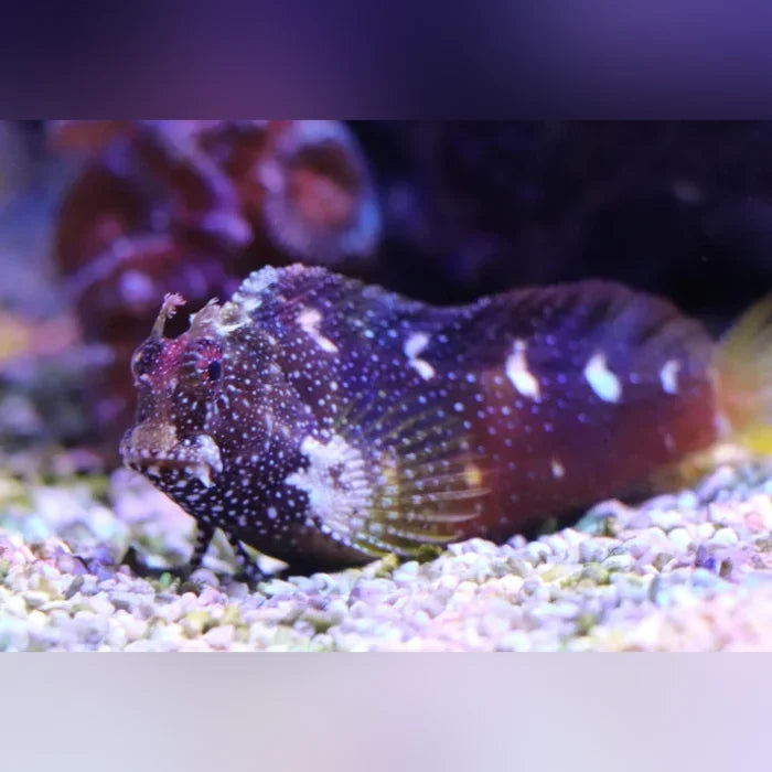 Starry Blenny | Peaceful Algae Grazer & Cleaner – AquariumFish.com