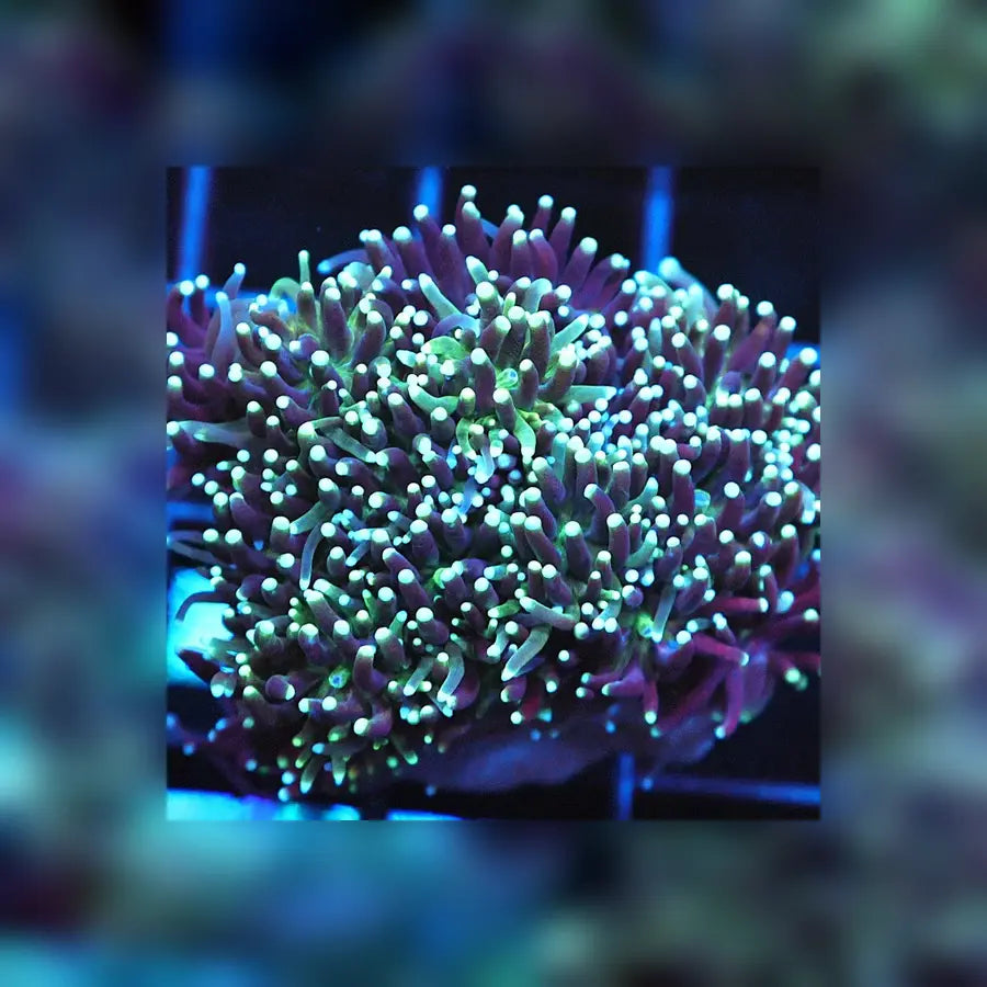 Swamp Gas Galaxea for Sale | Neon Yellow-Green Tentacles – AquariumFish.com