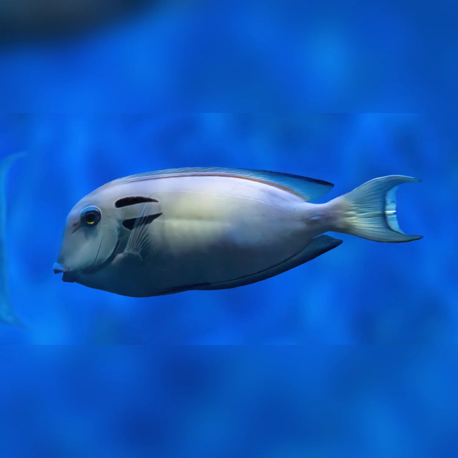 Tennenti Tang for Sale | Live Marine Fish – AquariumFish.com