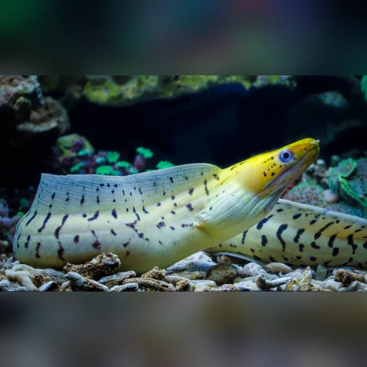 Tiger Moray Eel For Sale | Live Eel For Aquarium – AquariumFish.com