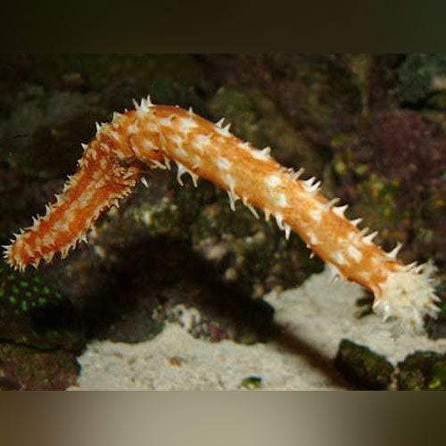 Tiger Tail Cucumber For Sale | Sand Sifting Marine Housekeeper ...