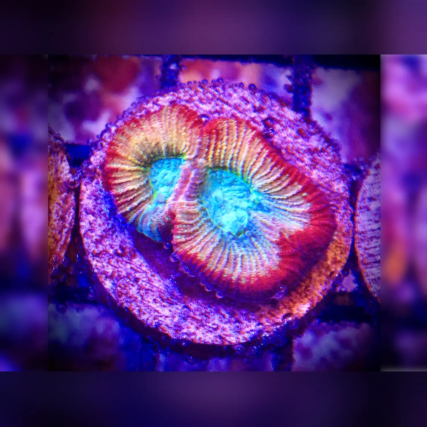 Turquoise Rainbow Favia for Sale | Icy Blue Base Orange Center Favia ...