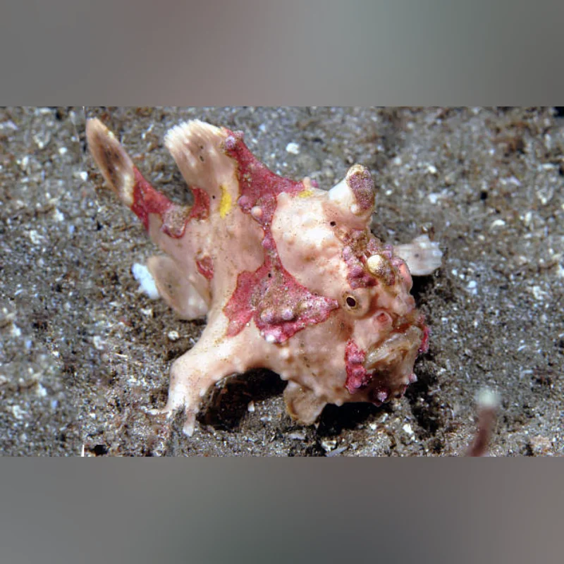 Wartskin Anglerfish for Sale | 6-Inch Ambush Predator – AquariumFish.com