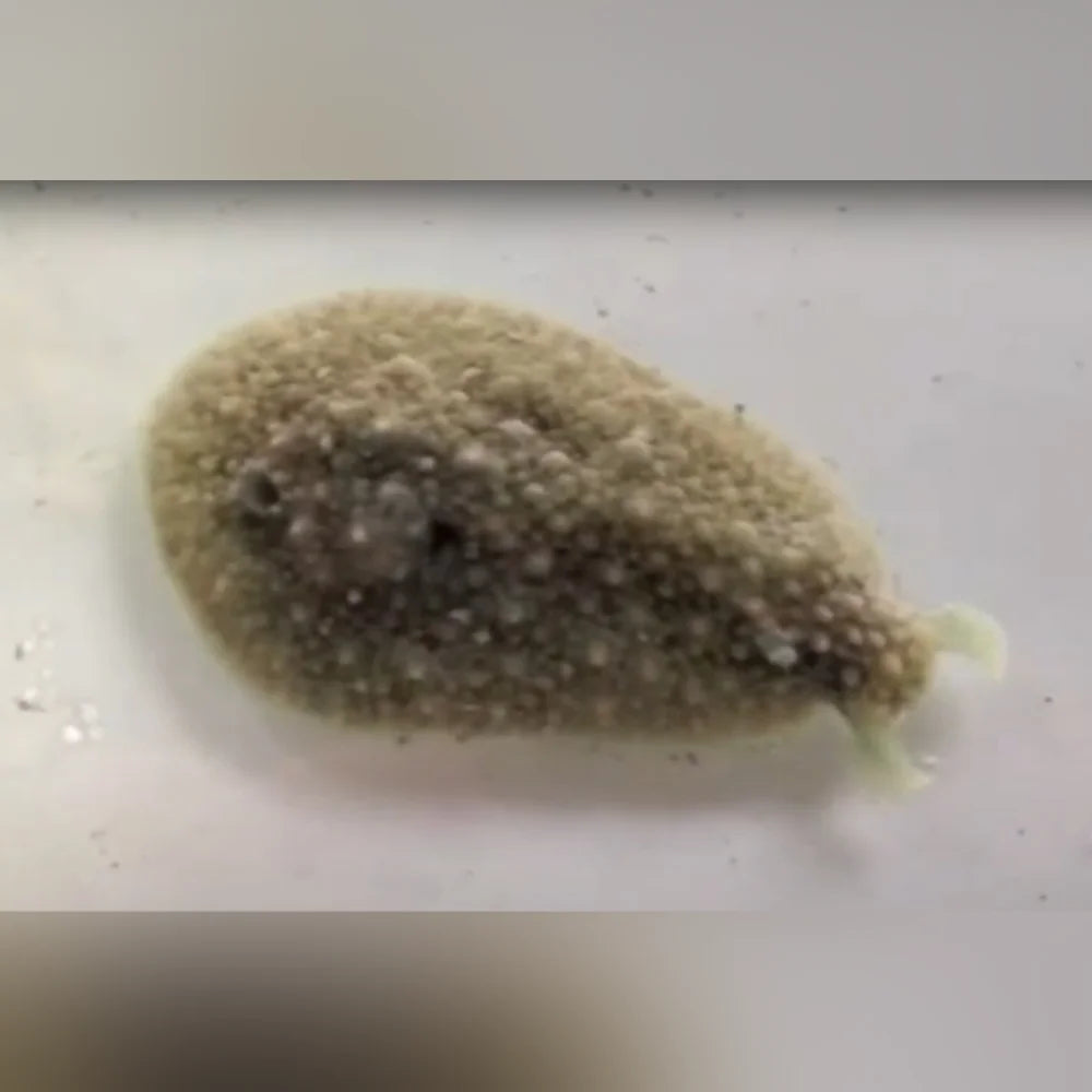 Warty Sea Cat for Sale | Reef Safe Slug – AquariumFish.com