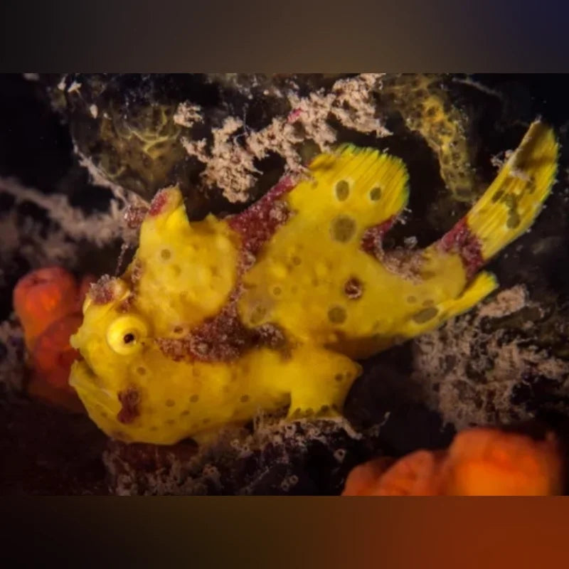 Yellow Anglerfish for Sale | The Luring Showpiece – AquariumFish.com