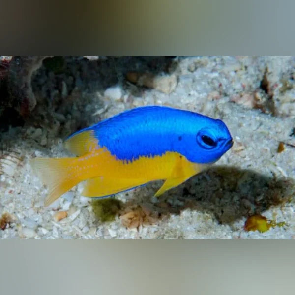 Yellowbelly Damselfish for Sale | Live Saltwater Fish – AquariumFish.com