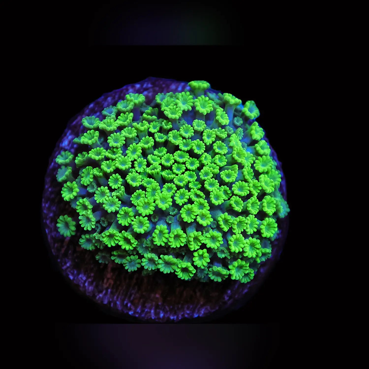 Zen Garden Micro Goni for Sale | Purple Base Green Mouth – AquariumFish.com