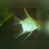 Angelfish for Sale | AquariumFish.com