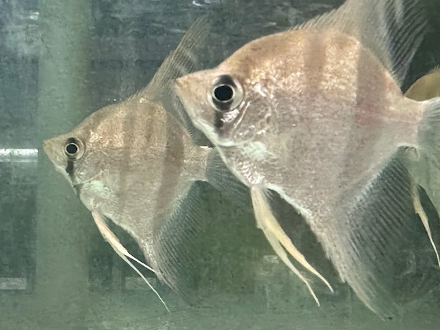 Santa Isabel Altum Angelfish – AquariumFish.com