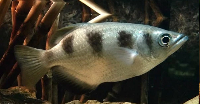 AquariumFish.com | Tropical Fish, Aquatic Plants & Aquarium Supplies