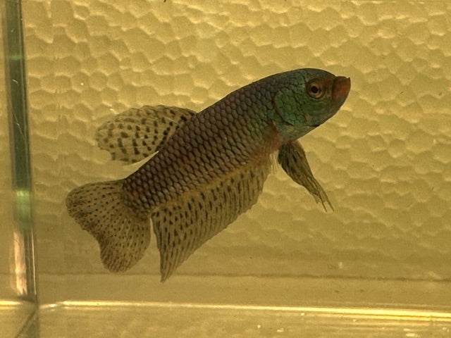 Alien Betta – AquariumFish.com