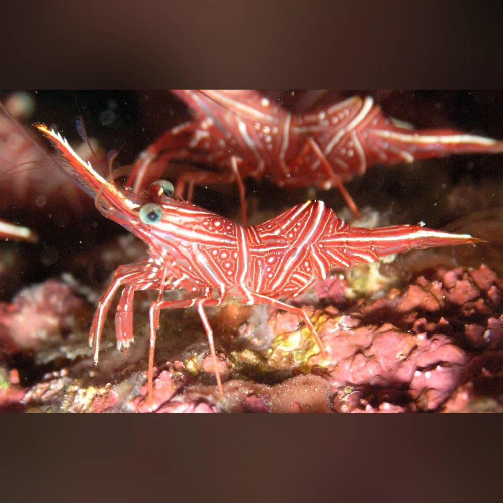Dancing Shrimp for Sale | Hinge-beak Invertebrate – AquariumFish.com