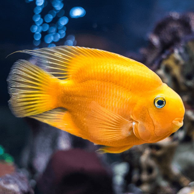 Yellow Parrot Cichlid – AquariumFish.com