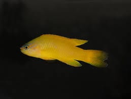 Yellow Assessor Basslet – AquariumFish.com