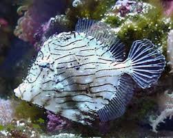 Tassle Filefish – AquariumFish.com