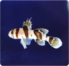 Circus Goby – AquariumFish.com