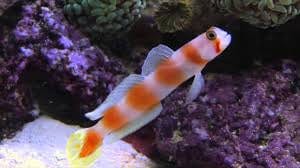 Orange Banded Prawn Goby – AquariumFish.com