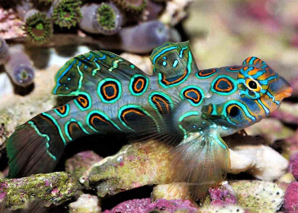 Yellow Target Mandarin Goby – AquariumFish.com