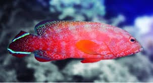 Red V-Tail Grouper – AquariumFish.com