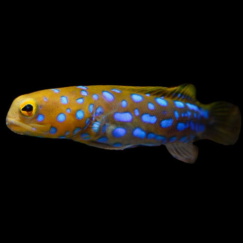 Blue Spot Jawfish – AquariumFish.com