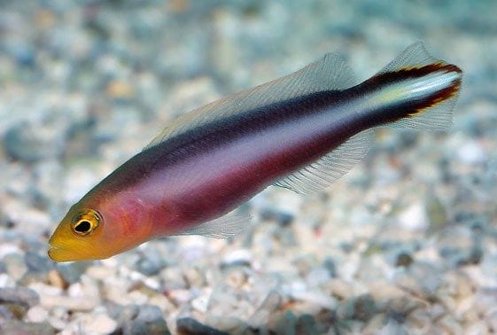 Rainbow Dottyback – AquariumFish.com