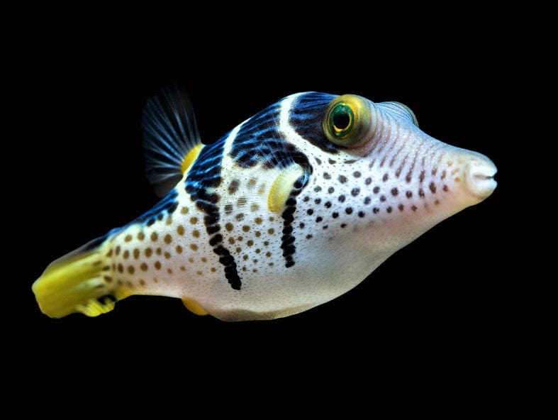 Valentini Puffer – AquariumFish.com