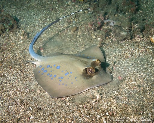 Blue Spot Diamond Stingray – AquariumFish.com