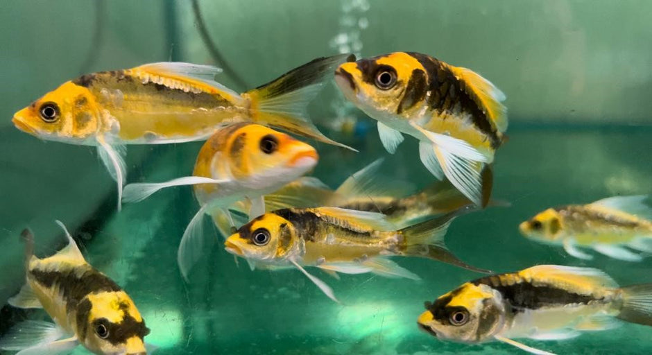 New Freshwater Arrivals – AquariumFish.com