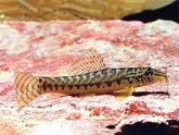 Loaches – AquariumFish.com