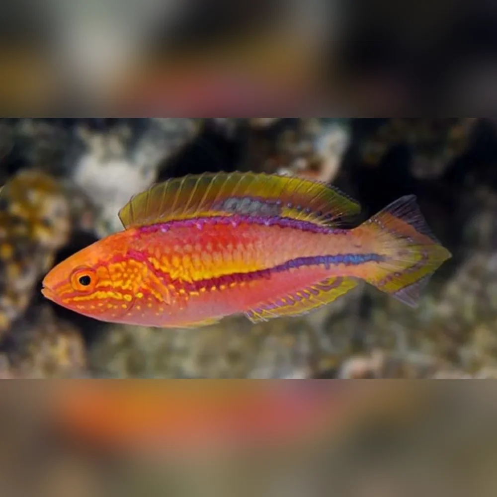 Pintail Fairy Wrasse for Sale | Live Marine Fish – AquariumFish.com