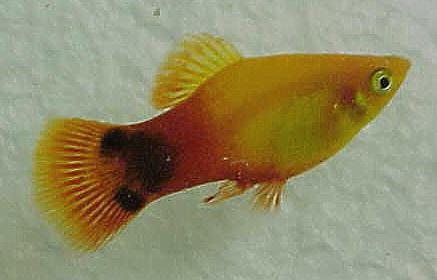 Sunburst Mickey Mouse Platy – AquariumFish.com