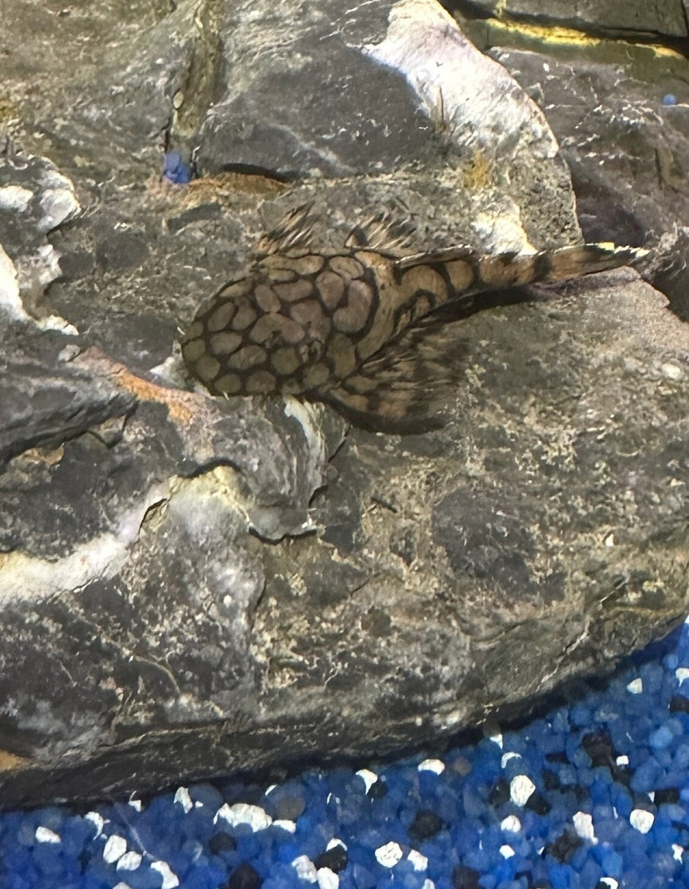 L519 Honeycomb Pleco – AquariumFish.com