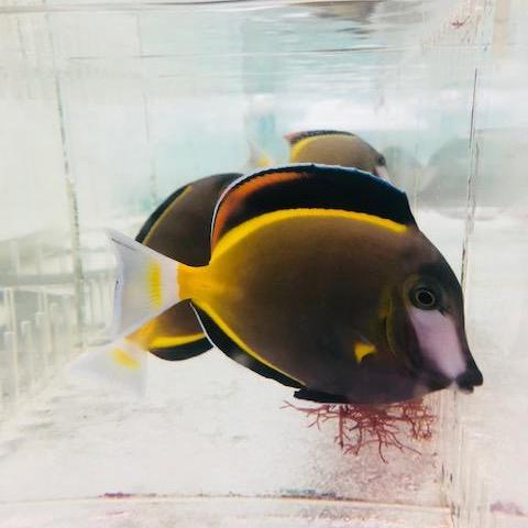 Powder Brown Tang for Sale | Live Saltwater Fish – AquariumFish.com