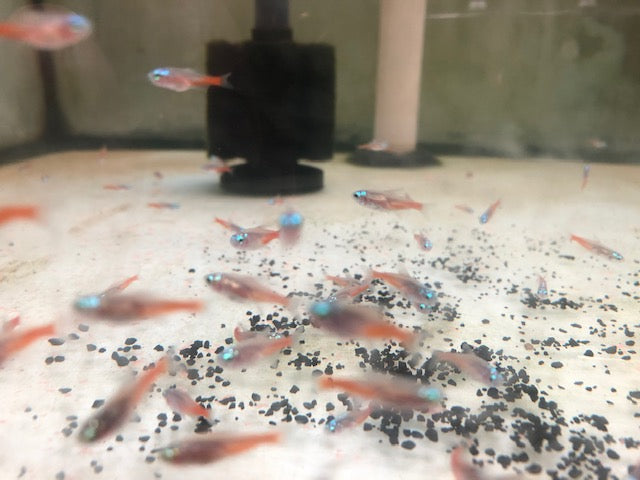 Diamond Head Neon Tetra (school of 6) – AquariumFish.com