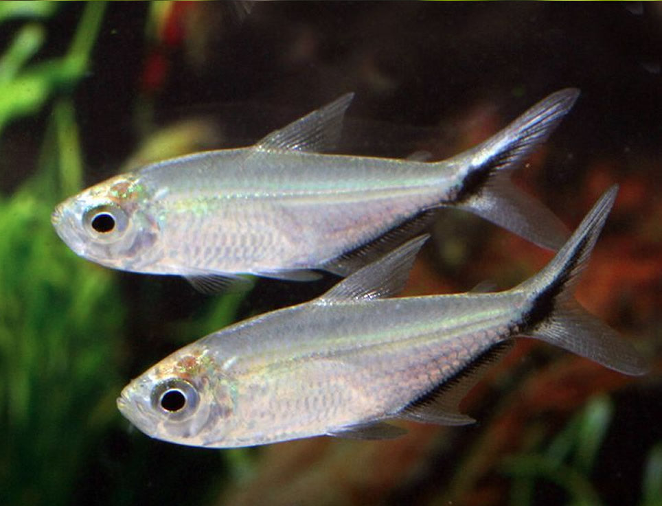 Black LIne Tetra – AquariumFish.com