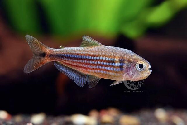 Blueberry Tetra – AquariumFish.com