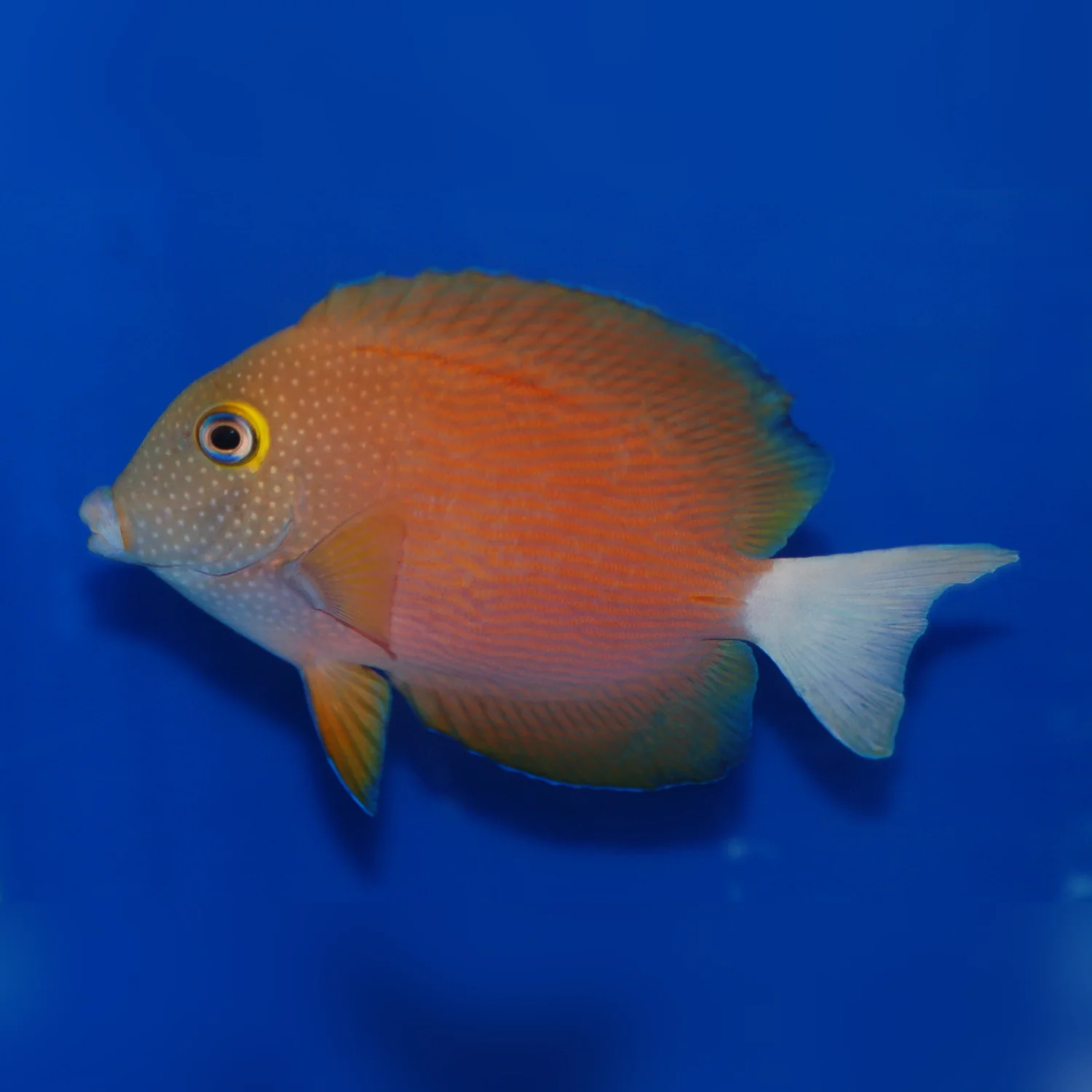 White Tail Kole Tang for Sale | Live Marine Fish – AquariumFish.com