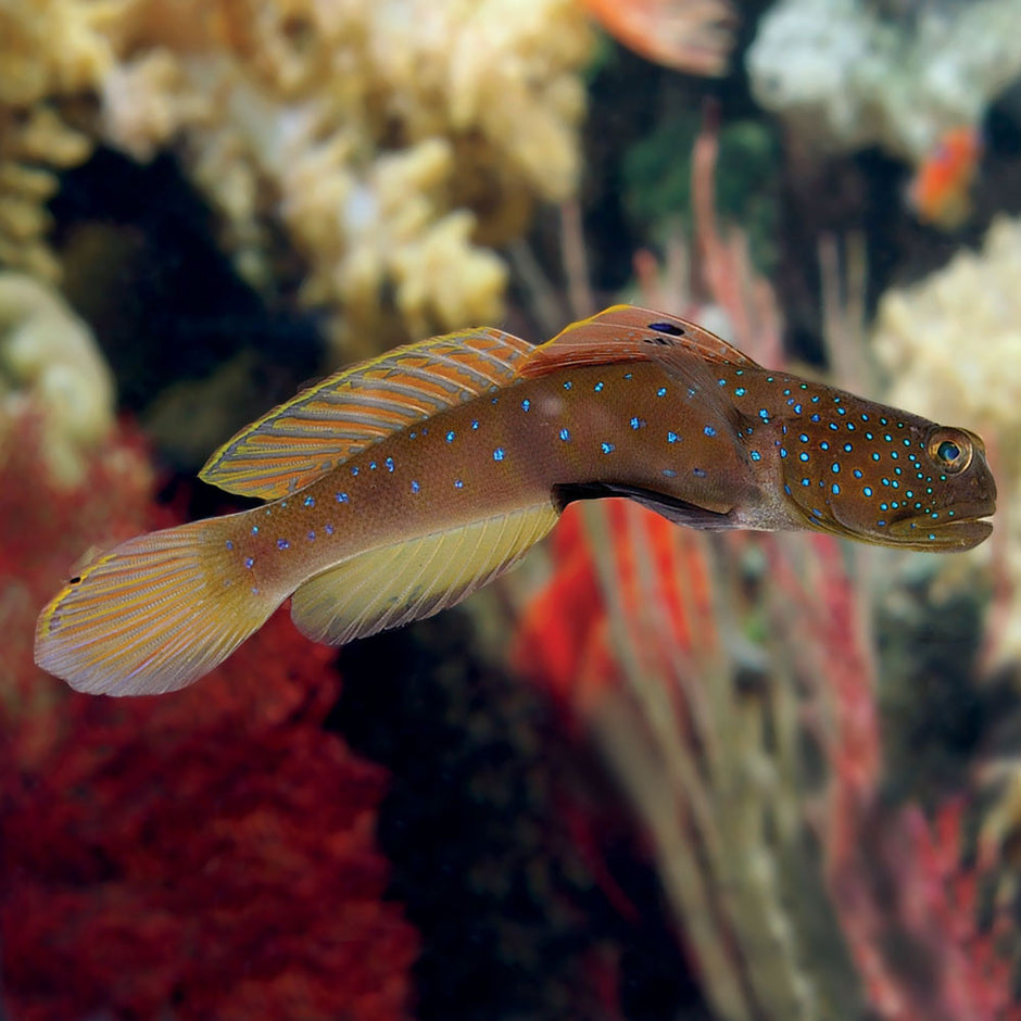 Gobies for Sale | AquariumFish.com