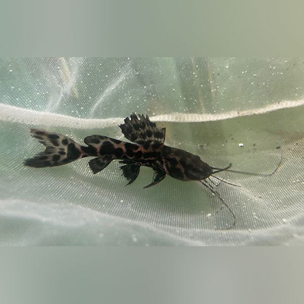 Achara Catfish for sale – AquariumFish.com