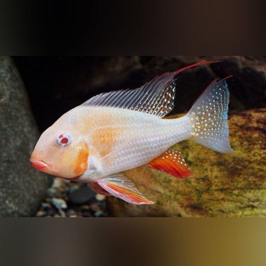 Albino Threadfin Geophagus for sale – AquariumFish.com