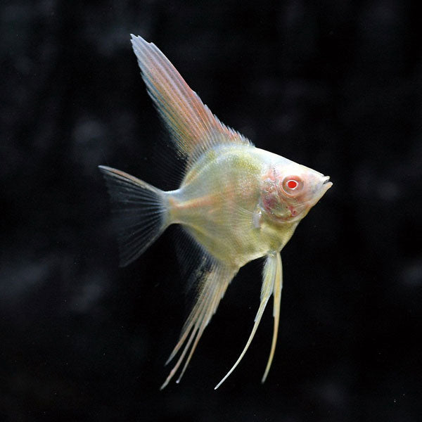 Angelfish – AquariumFish.com